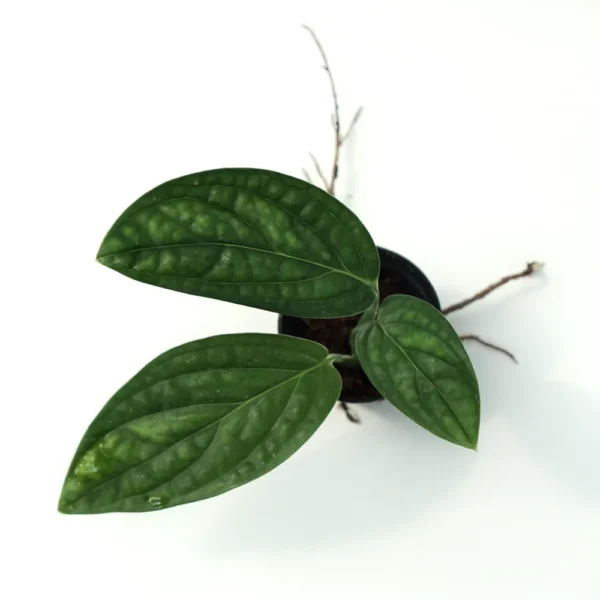 Monstera Karstenianum – Plants, Herbs and Spices Shop