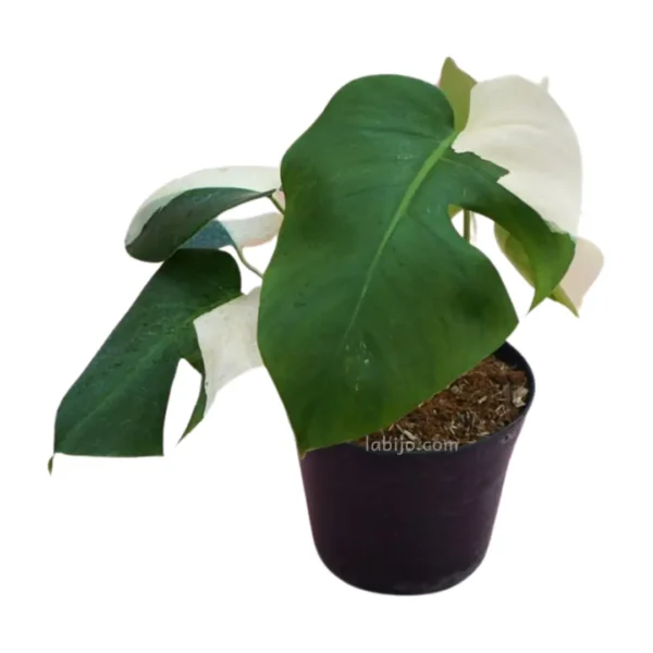 Get Monstera Albo Easily with Afforable Price - Labijo.com